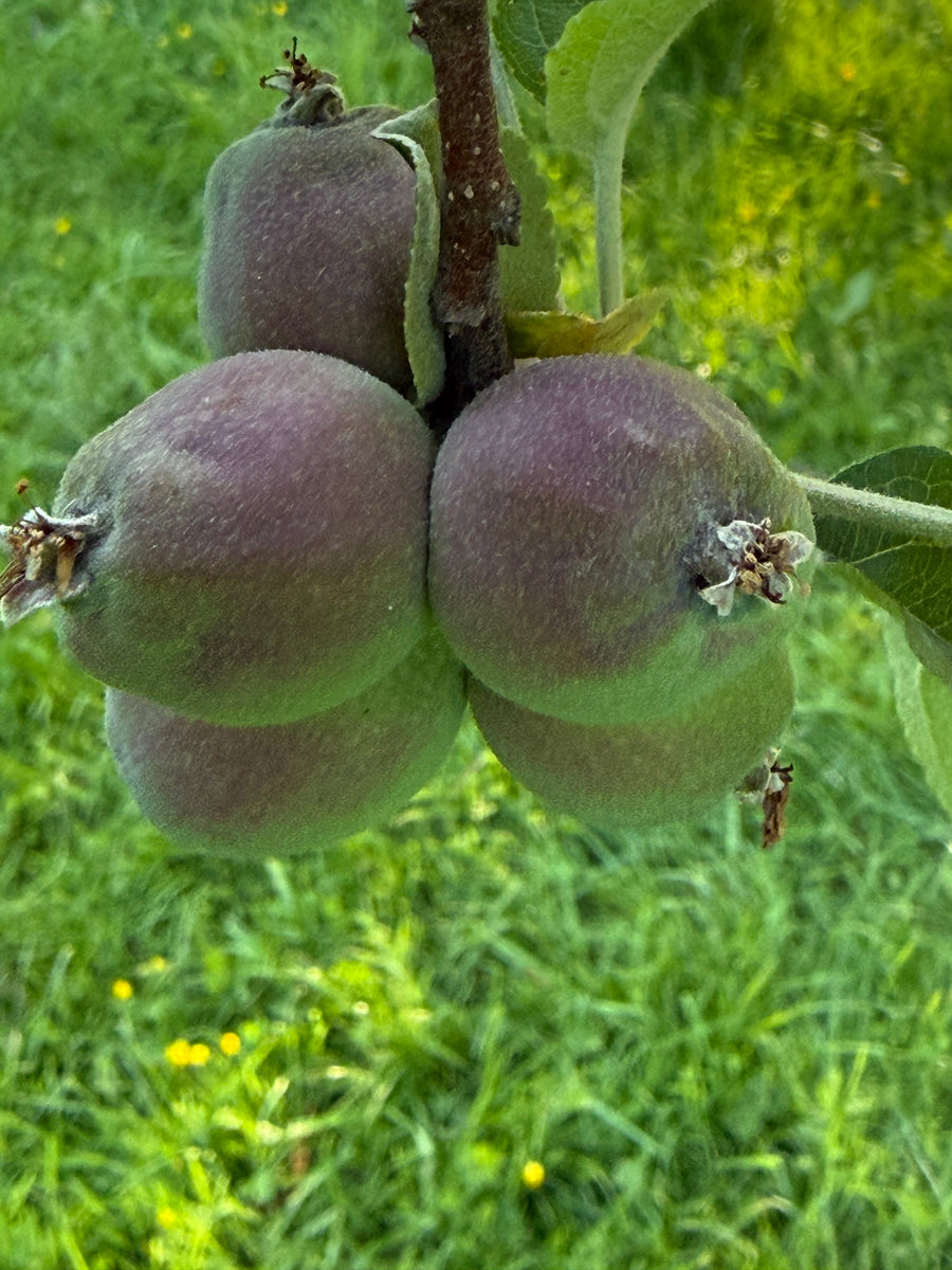 Developing apple and pear fruitlets – TeePee Cider